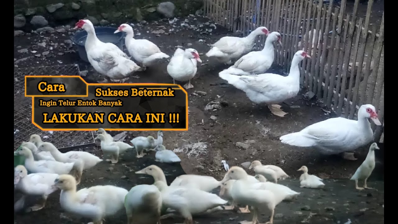 Cara Sukses Beternak Entok || Ingin Indukan Entok Anda Bertelur Banyak ...