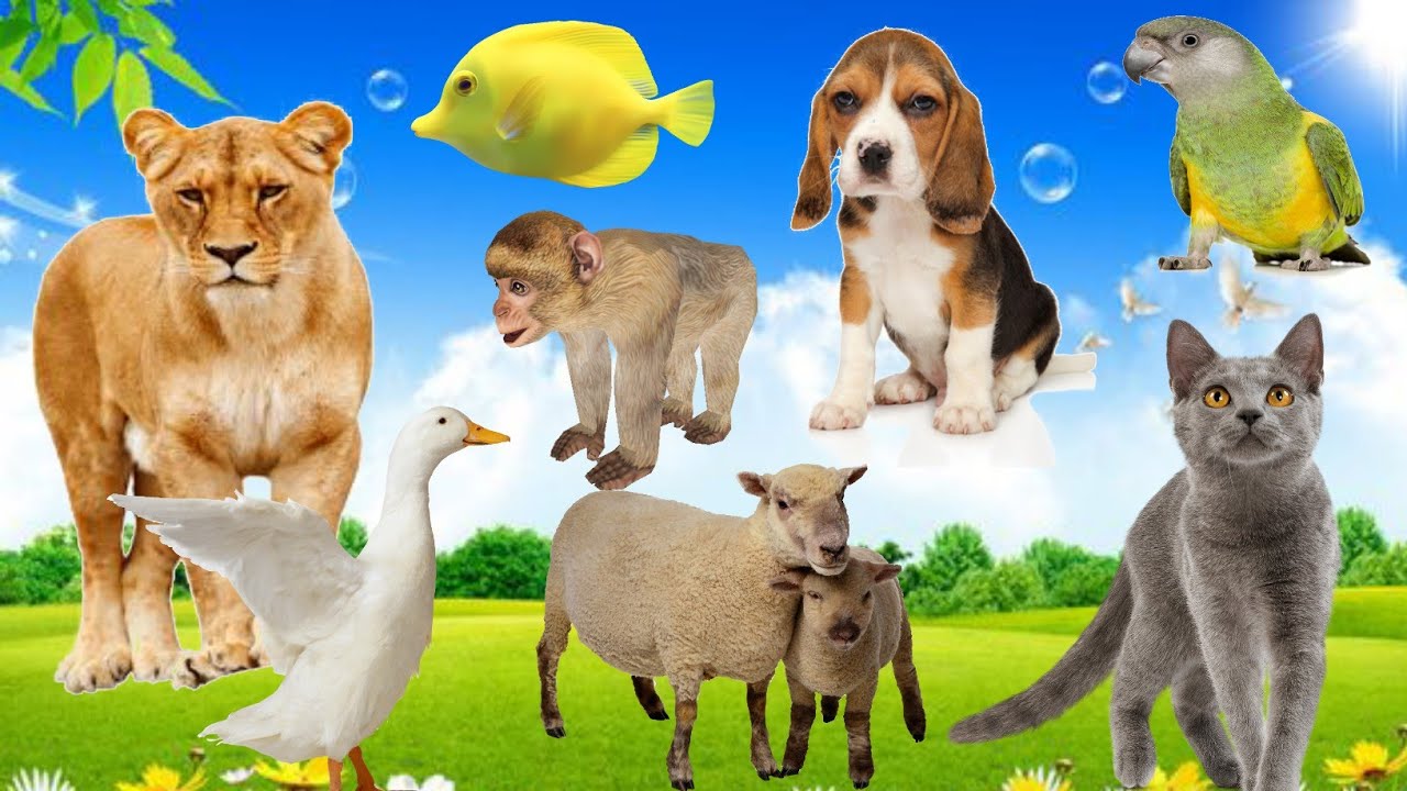 Relaxing Jungle Animal Sounds - Lion, Cheetah, Dog, Cat, Buffalo, Birds ...