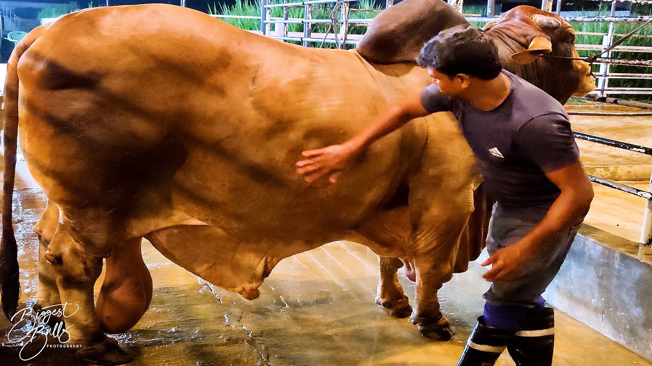 The finest Sahiwal bull in Bangladesh | Brownie's Ranch - YouTube