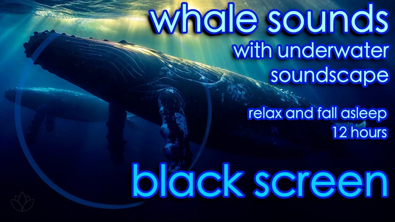 WHALE SOUNDS UNDERWATER : SOUNDS FOR RELAXATION AND FALLING ASLEEP ...