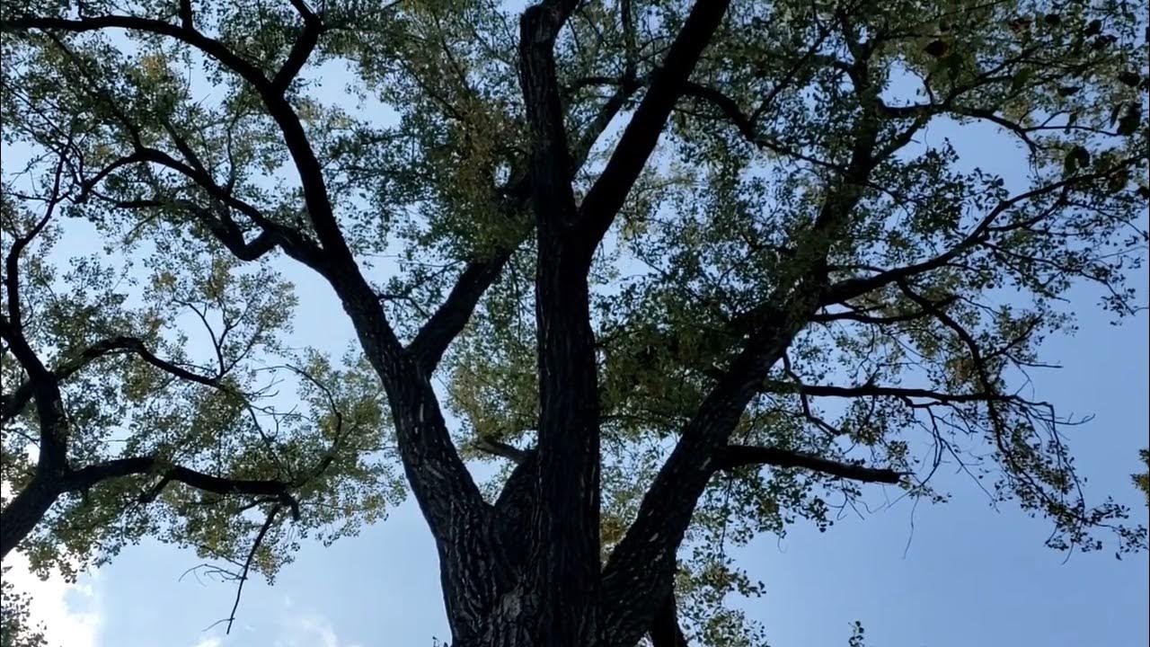 The mighty oaks of Minnesota. An eerie old oak tree. - YouTube