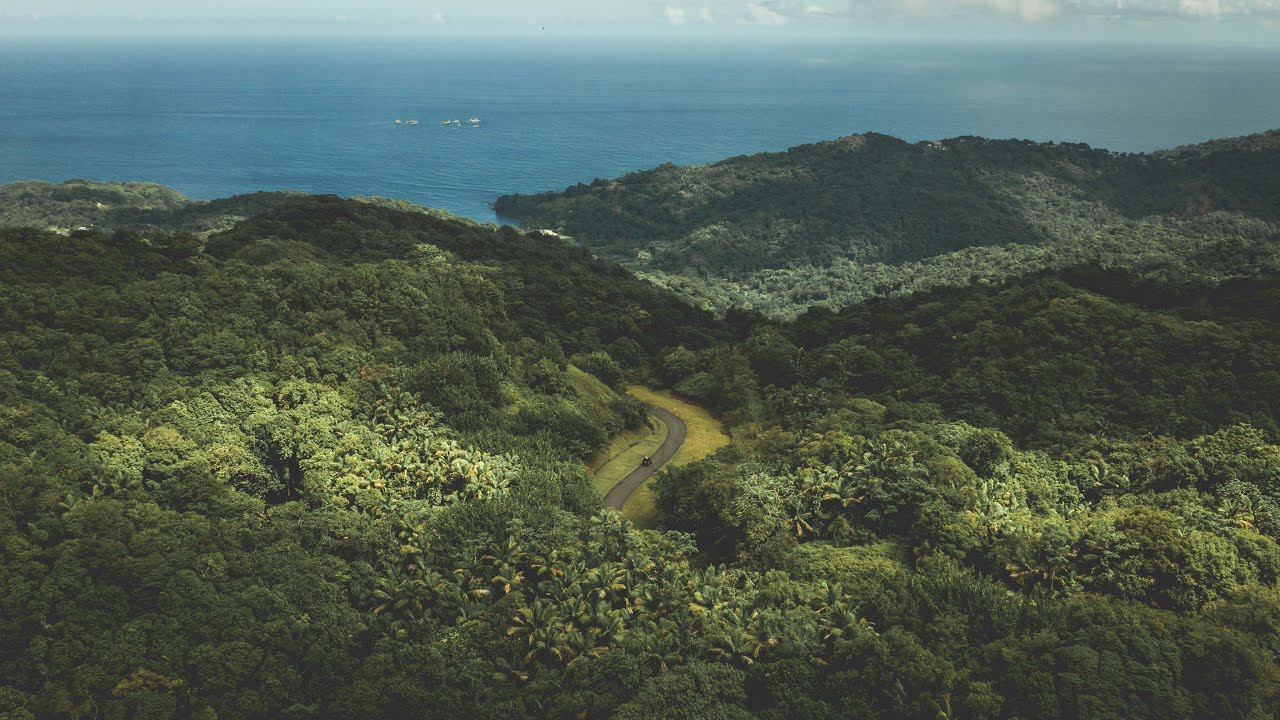 Main Ridge Forest Reserve // Tobago Island Road Trip - YouTube