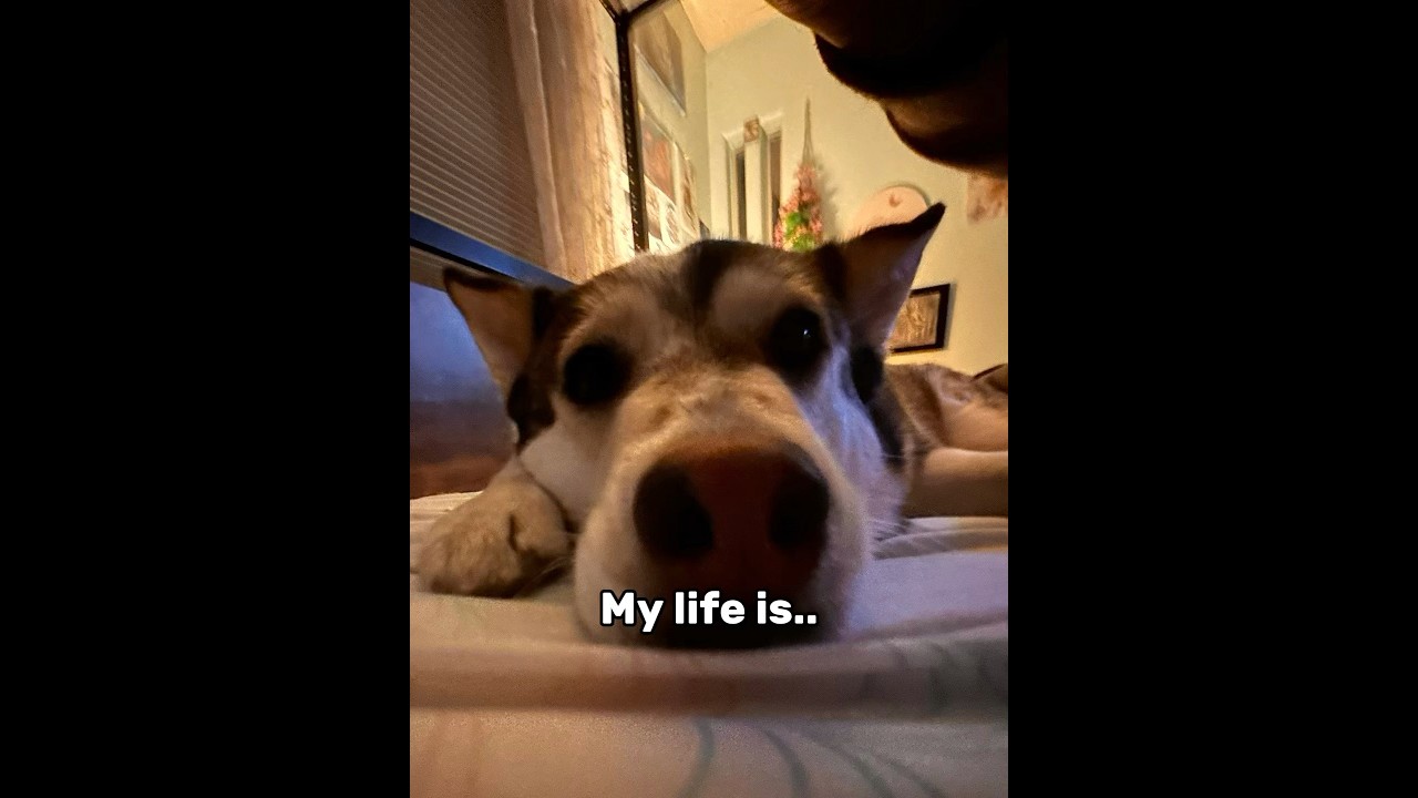 Ember says yippee #dog - YouTube