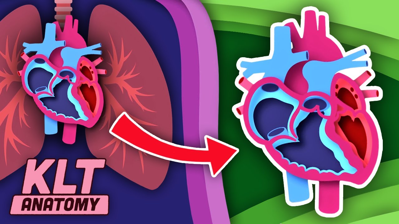 How The Human Heart Works | KLT Anatomy - YouTube
