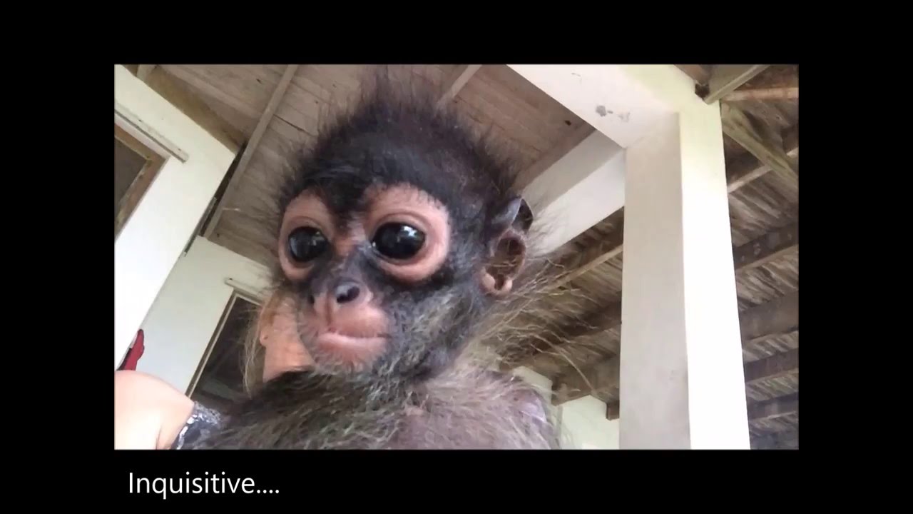 Kamal - Endangered Spider Monkeys back to the wild - YouTube