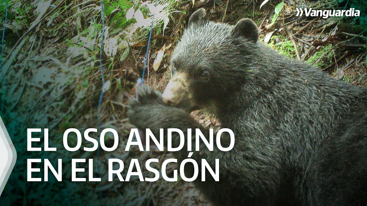 El oso andino en el Parque Natural Regional El Rasgón | Vanguardia ...