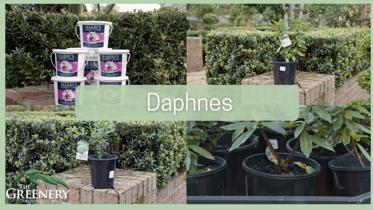 Daphne Varieties & How to Care For Them | The Greenery Garden & Home ...