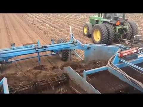 Horseradish Harvesting at Huntsinger Farms - Eau Claire, WI - YouTube