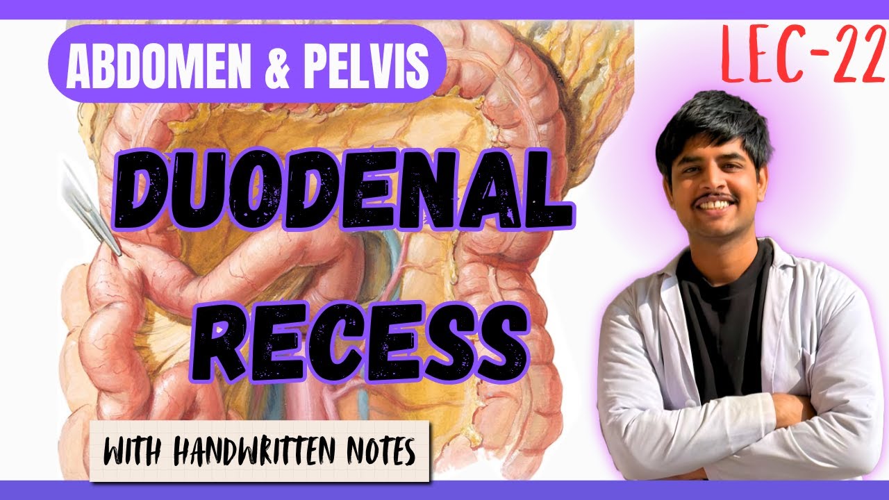 Duodenal Recesses Anatomy | Peritoneal recesses || Abdomen & pevis ...