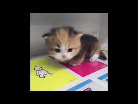 Cute cat status 2019 || status attitude watts up status|| wattsapp love status 2019