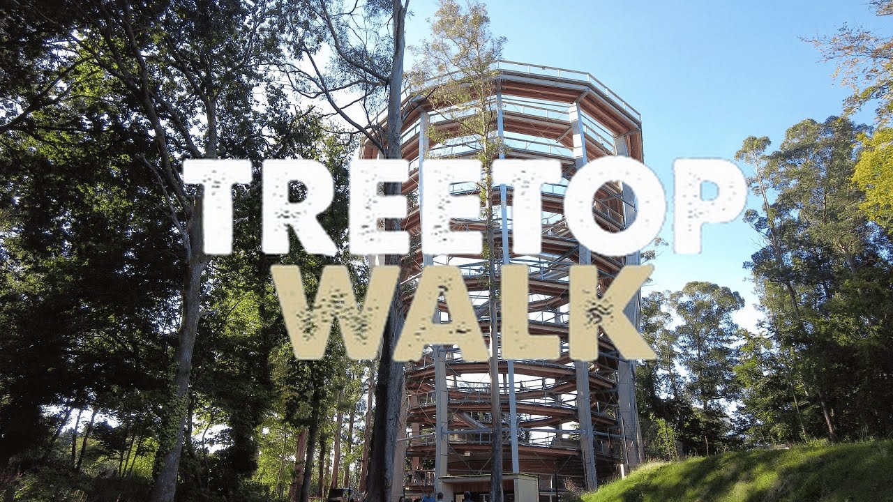 Beyond the trees avondale - TREE TOP WALK - YouTube