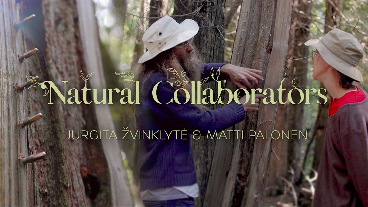 Tree Harps: This duo turns trees into gorgeous ephemeral instruments to ...