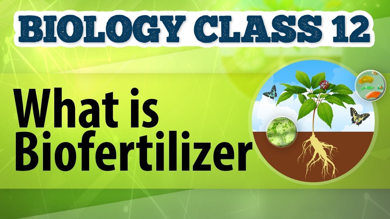 What Is Biofertilizer - Microbes in Human Welfare - Biology Class 12 ...