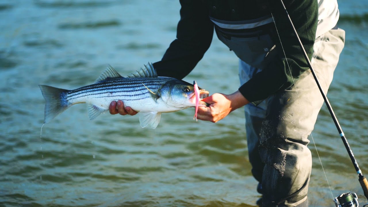 Cape Cod Schoolie Stripers | On The Water Shorts - YouTube
