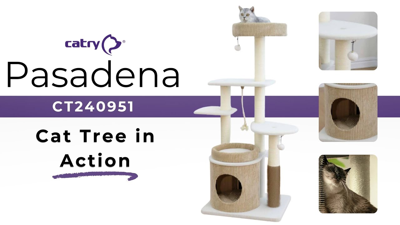 Pasadena Cat Tree in Action (CT240951) - YouTube