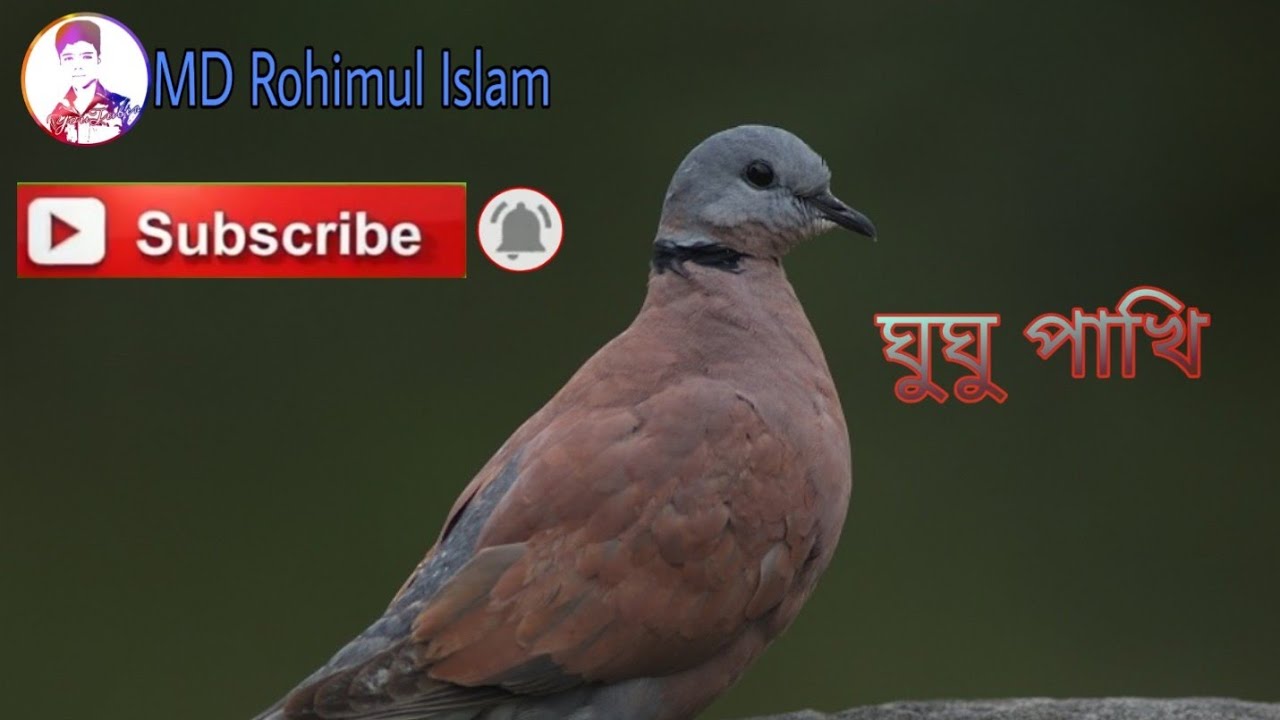 পৃথিবীর সবচেয়ে সুন্দর ঘুঘু পাখির জীবন কাহিনী। Ghughu pakhi - YouTube