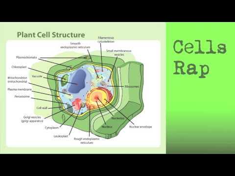 Cells Rap - Parts of the Cell Rap - Songs for children - YouTube