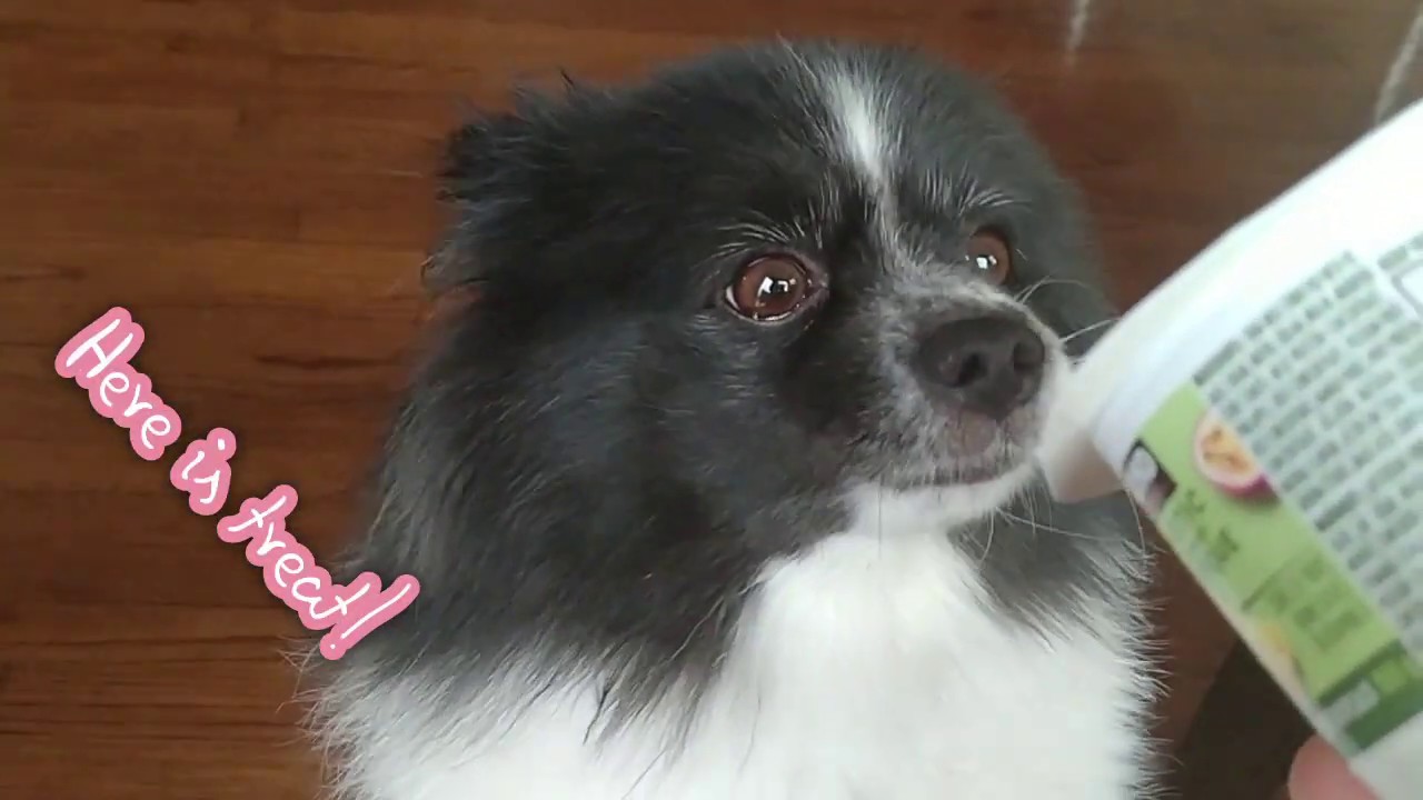 Puppy dog Oreo - Puppy dog Oreo Wants Food! - YouTube