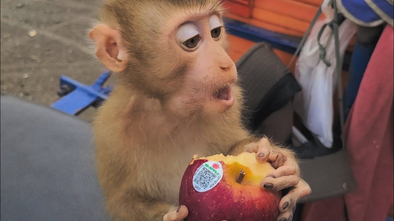 Monkey Baby Yaya eats apples on a handsome tricycle.Monkey.Monkeys ...