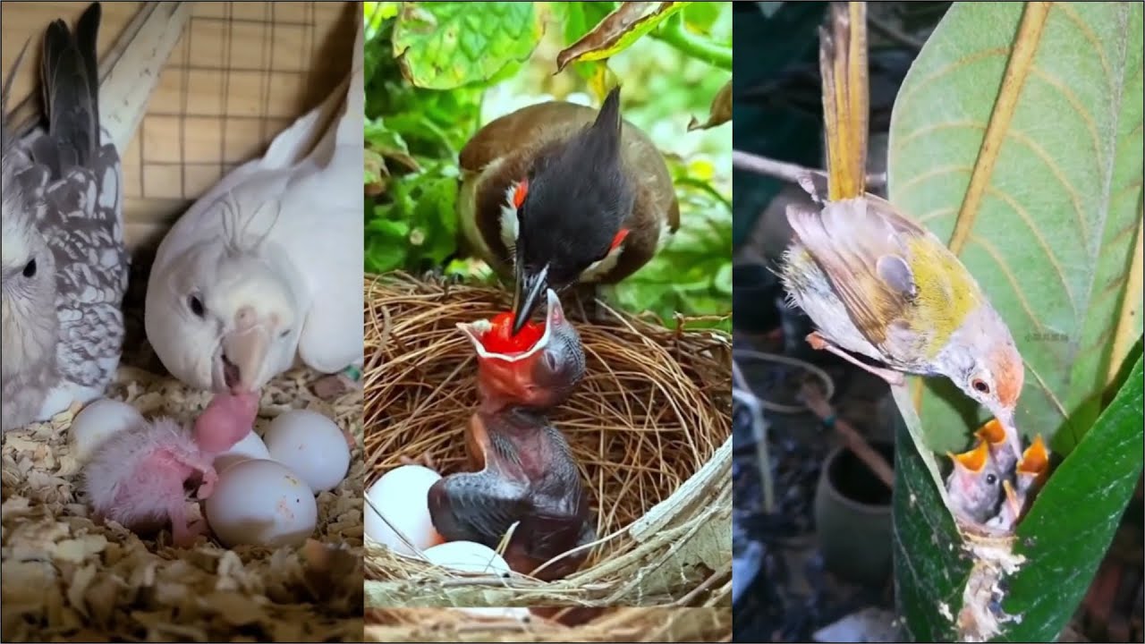 Baby Birds Eating | Mother Feeding Their Babies In Nest | Birds | Bird ...