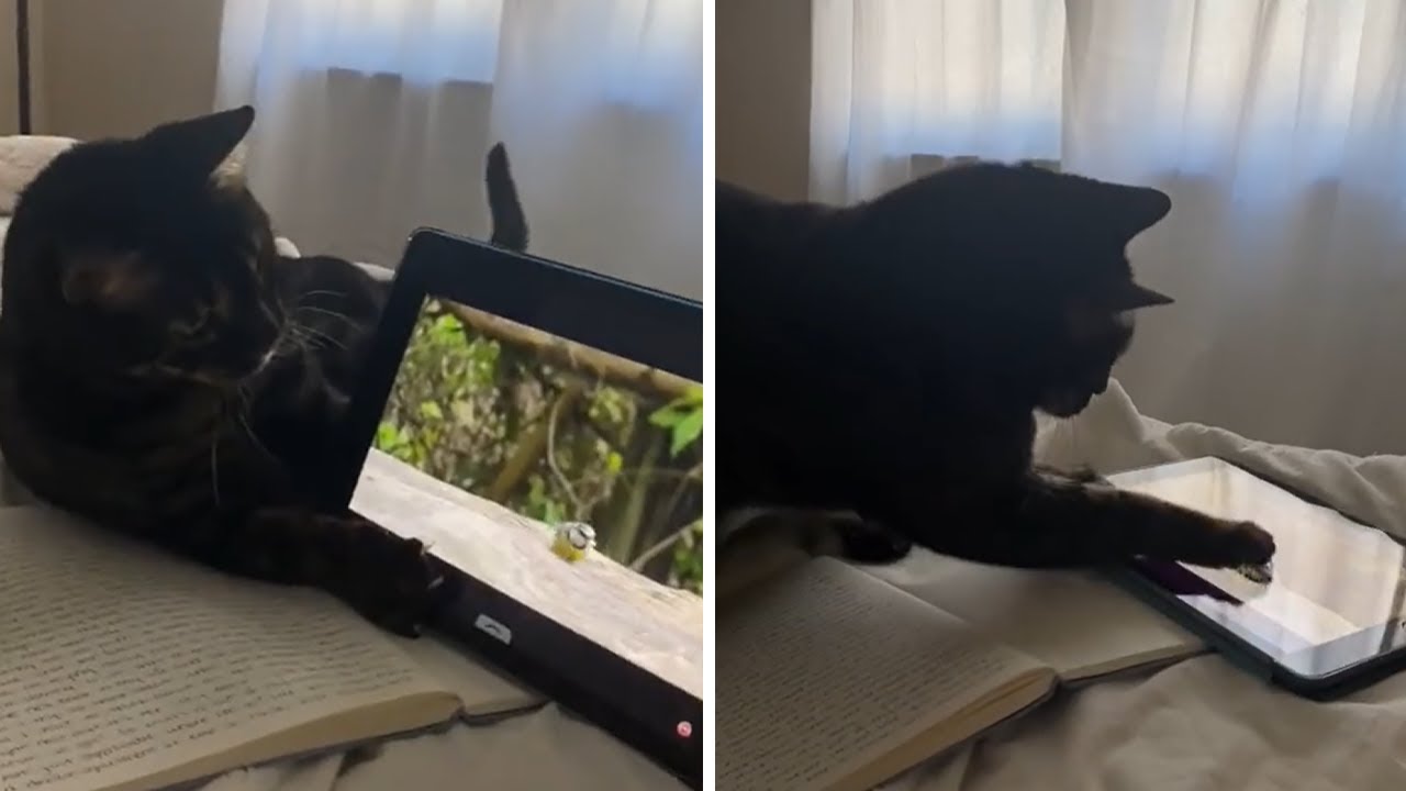 Bengal cat hilariously attacks birds on tablet screen #shorts - YouTube
