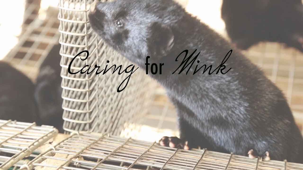 Caring for Mink - YouTube