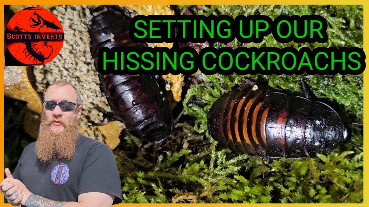 I decided to make our hissing cockroachs pets #cockroach - YouTube