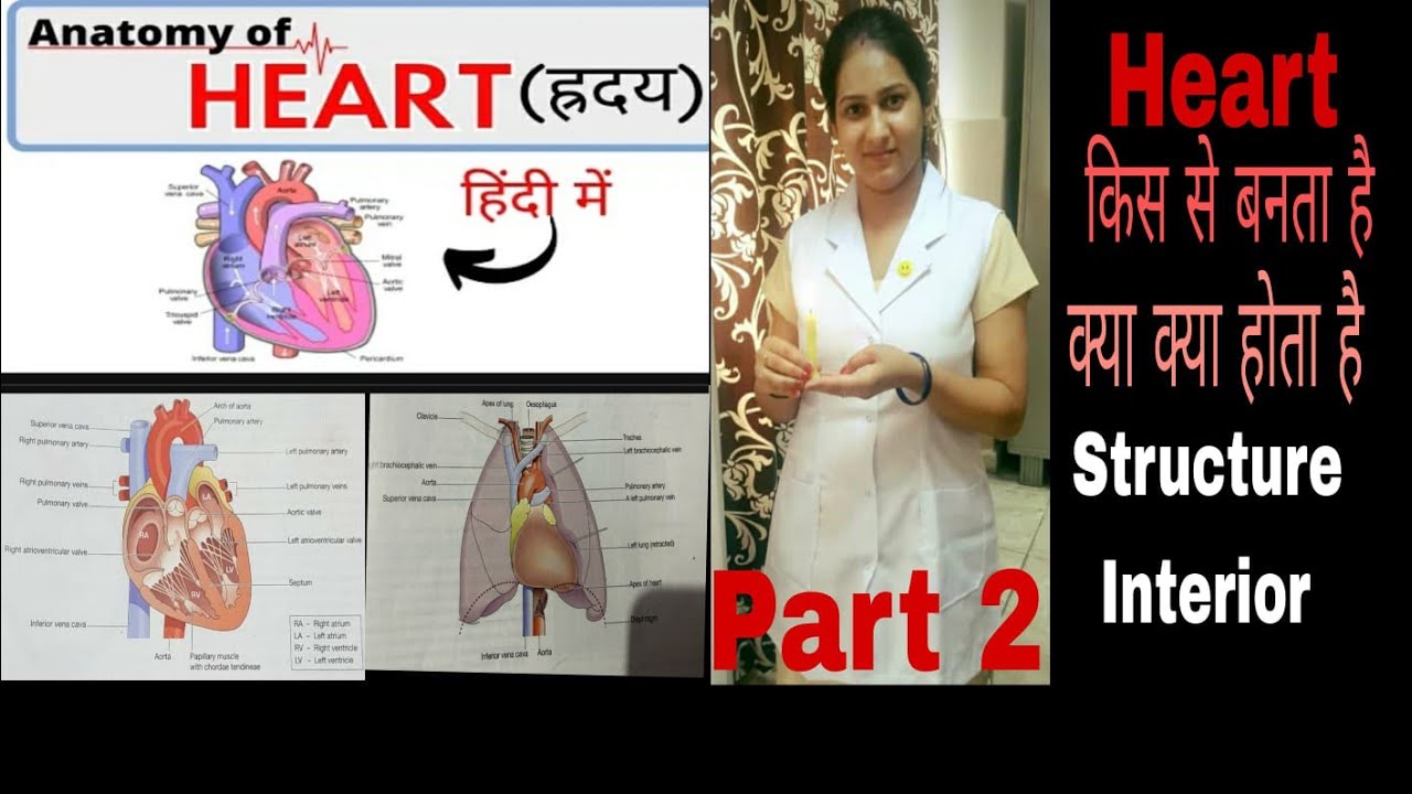 Anatomy Heart part 2 || Structure, Interior , parts , Layers , Human ...
