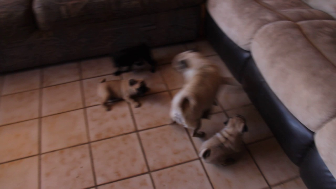 Mother and her Pug Trio - YouTube