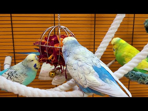 7 hours of budgie sounds with background noise for relaxation