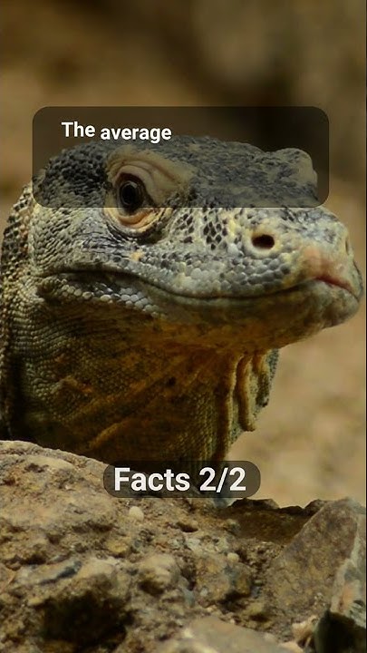 Interesting Facts About Komodo Dragons #3 #shorts - YouTube
