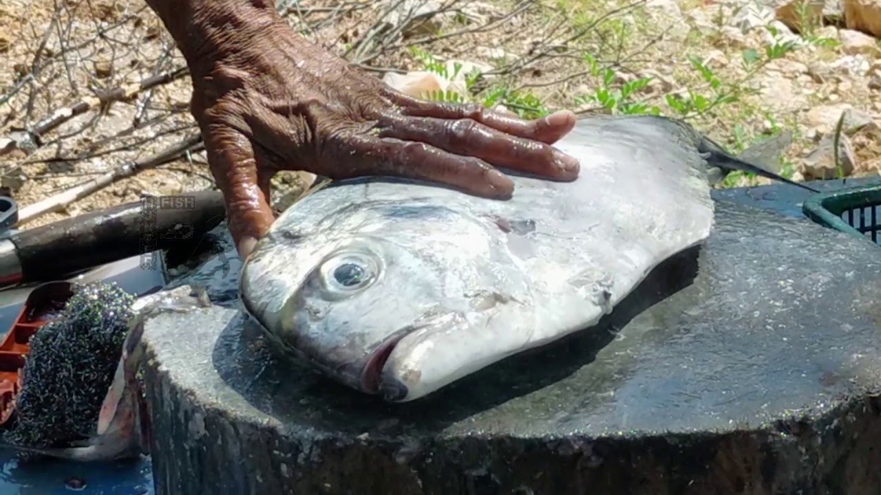 Cara membersihkan ikan GT Rambeu secara trasional di TPI Lampulo - YouTube