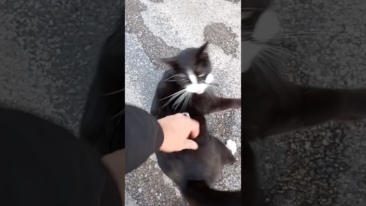 La petite gratouille au matou 🐈. #chat #animal - YouTube