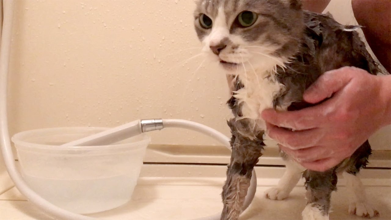 ネコバスタイム - Cats Bath Time - - YouTube