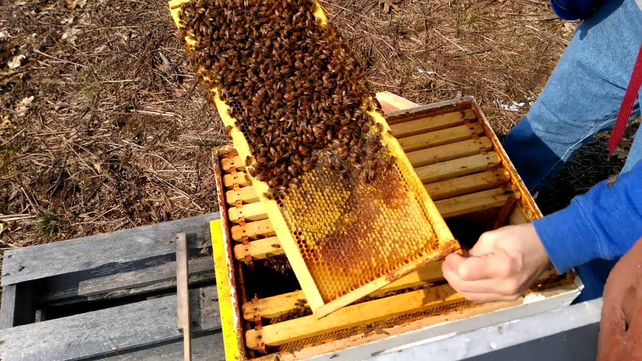 First Spring Inspections - YouTube