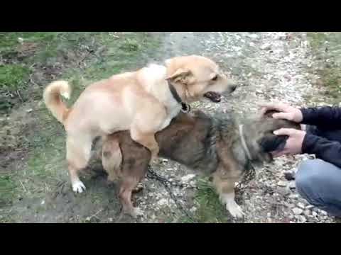 Köpek eşleşmesi çiftleşmesi üremesi