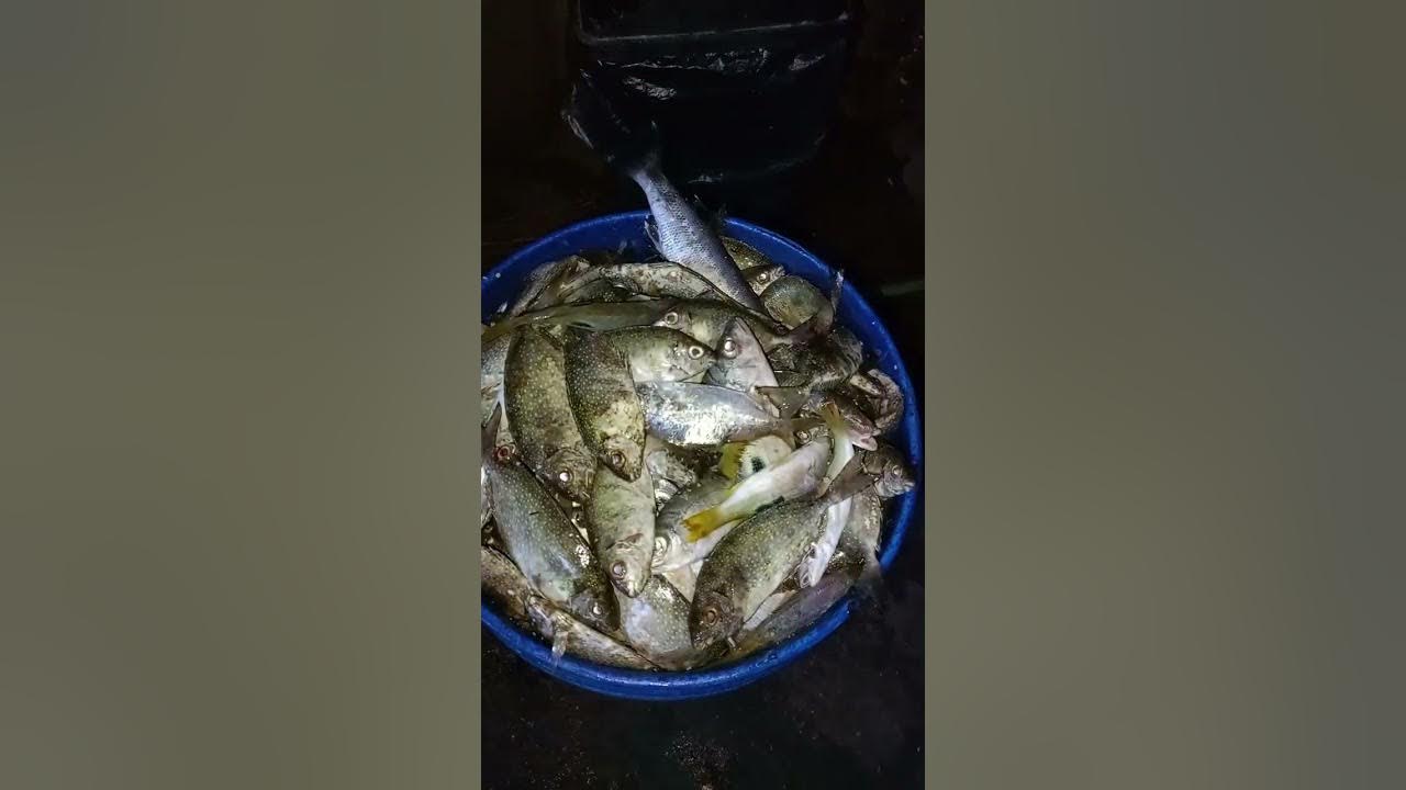 Ang daming huli na isda. Jackpot na naman - YouTube