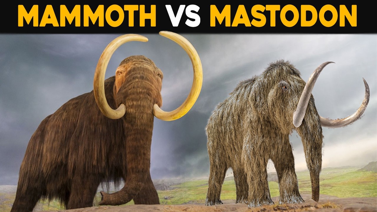 How Different Were Mammoths From Mastodons? - YouTube