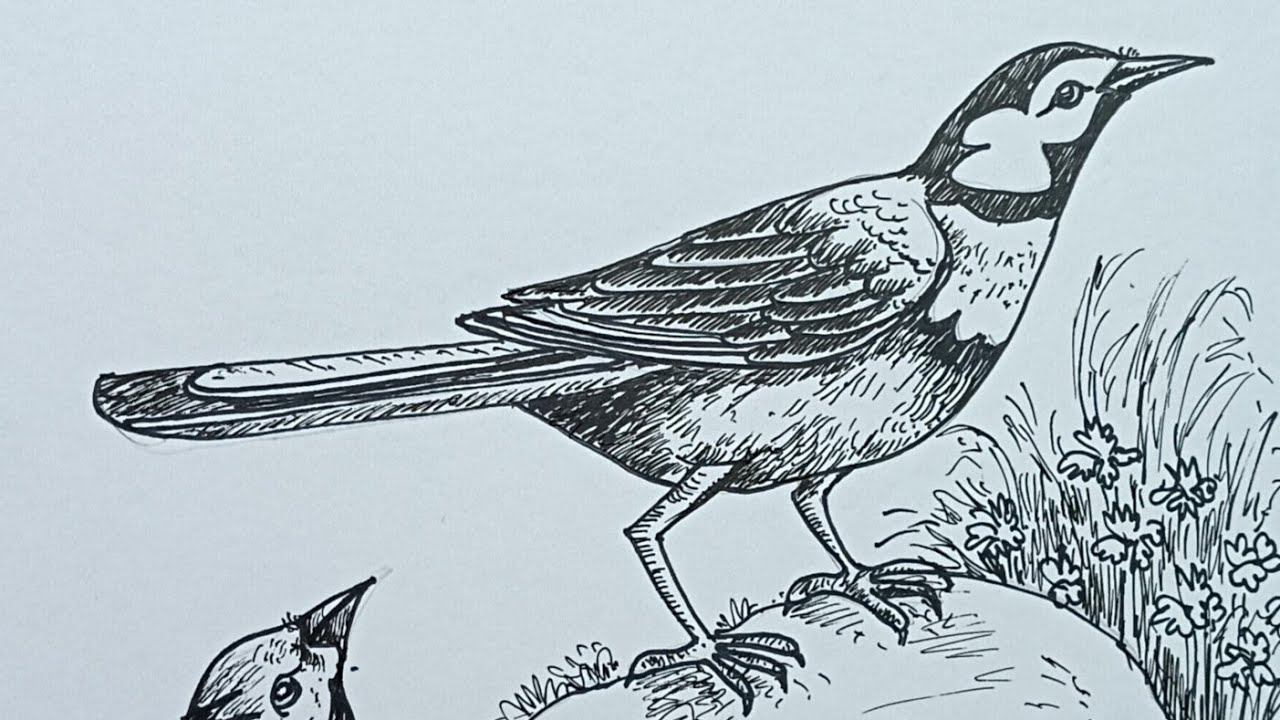 Bird drawing in pen shade ।।Artist Pradip pal Tutorial ♥️ Suryadeep Art ...