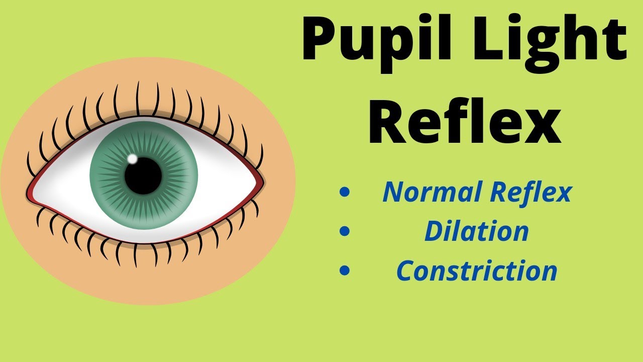 Pupil Reflex or Reaction to Light | Dilation and Constriction | Light ...