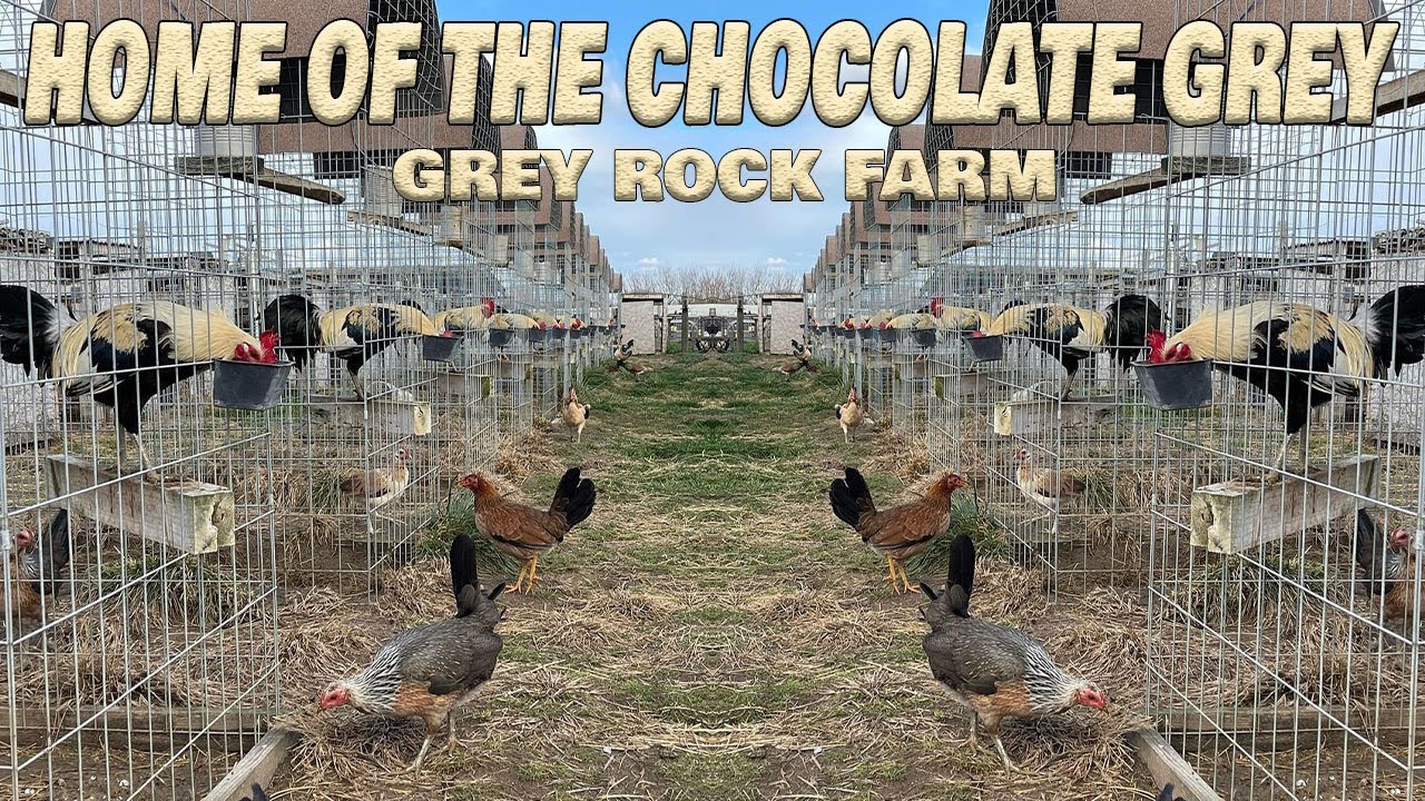 Feeding Time Grey Rock Farm David Duran | Home Of The Chocolate Grey ...