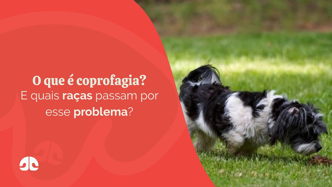 Coprofagia, o que é? - YouTube