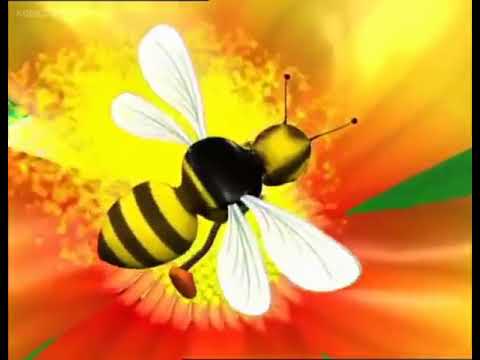 The Wiggles - Intro - YouTube