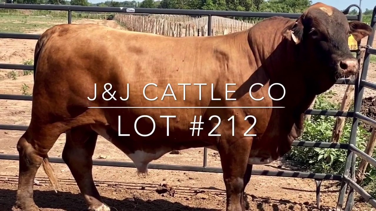 Lot #212 Beefmaster Bull - YouTube