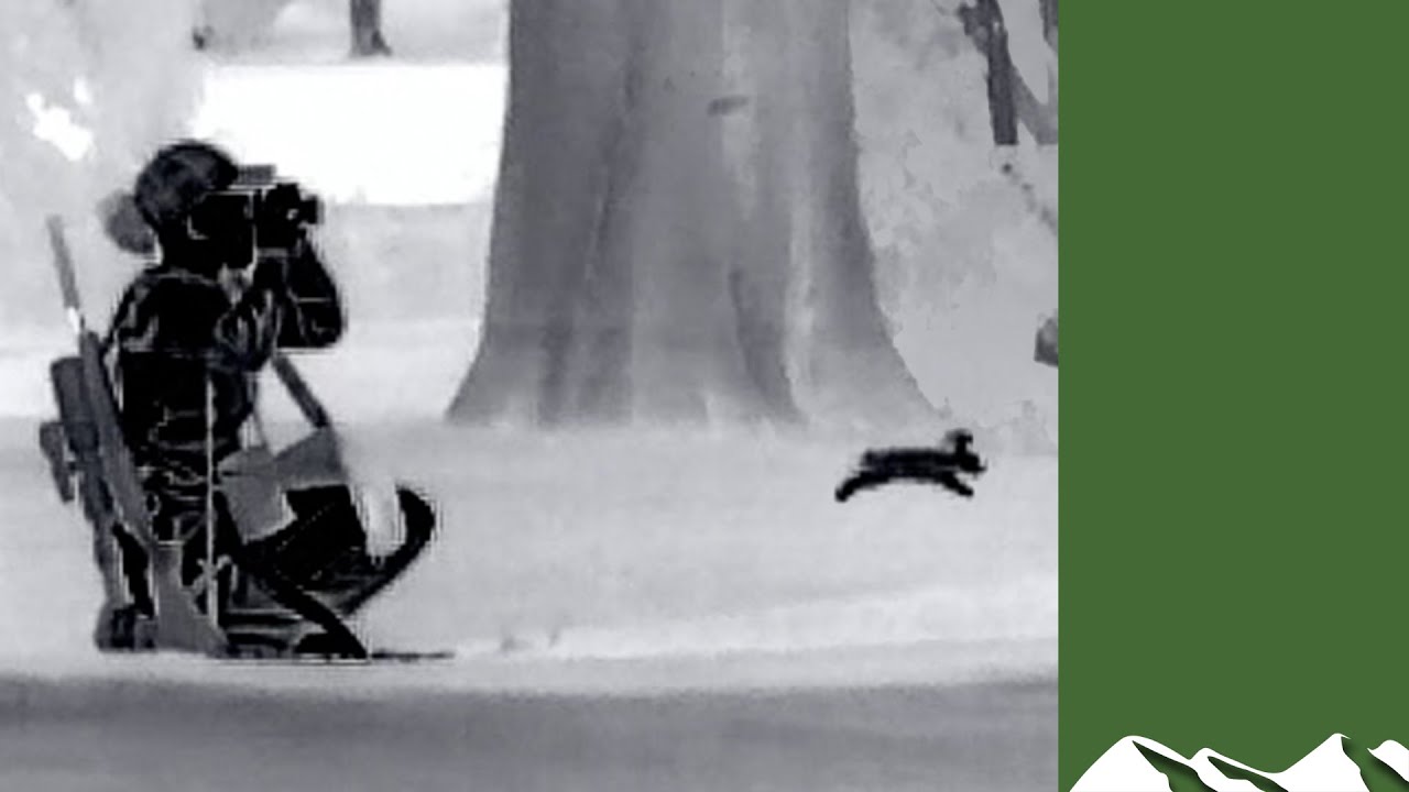 Golf course rabbit control - YouTube