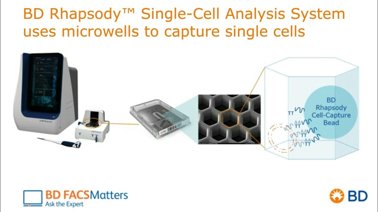 BD FACSMatters Ask the Expert Webinar Decreasing Single Cell Multiomics Sequencing Costs - YouTube