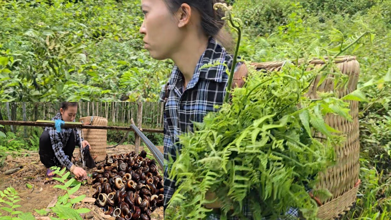Rural life Today she went to the forest to pick wild vegetables ...