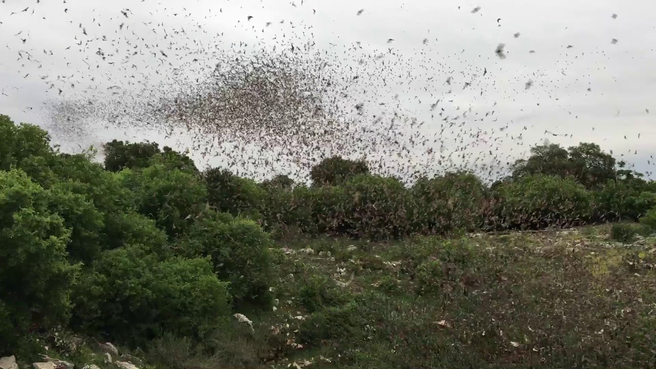 Bracken Cave in the Northern Great Plains Biodiversity Hotspot - YouTube