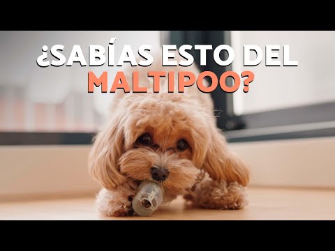 ¿Conoces al perro MALTIPOO? Estas 5 CURIOSIDADES te van a sorprender🐶✨