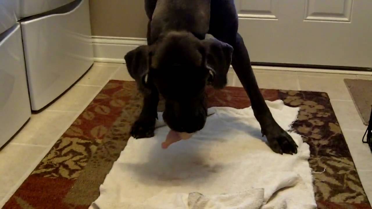 Great Dane Eating Dinner - YouTube
